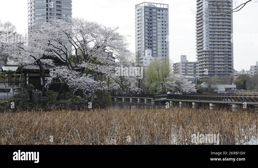 Hanami cherry blossom viewing at Ueno Park, Tokyo, Japan Stock Video ...
