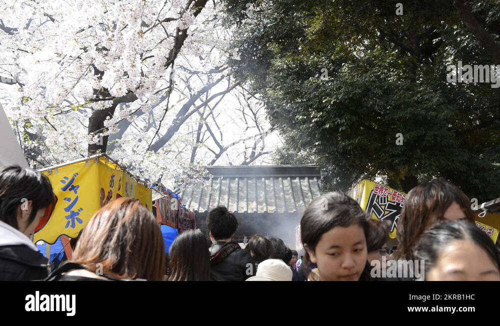 Hanami cherry blossom viewing at Ueno Park, Tokyo, Japan Stock Video ...