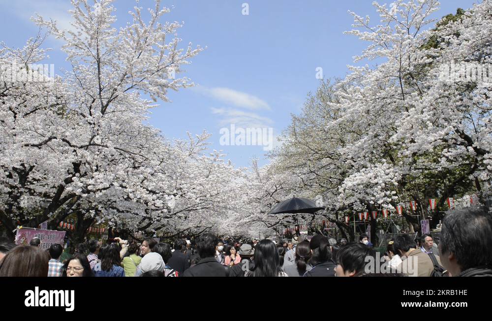 Hanami cherry blossom viewing at Ueno Park, Tokyo, Japan Stock Video ...