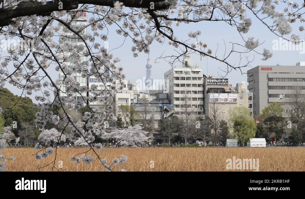 Hanami cherry blossom viewing at Ueno Park, Tokyo, Japan Stock Video ...