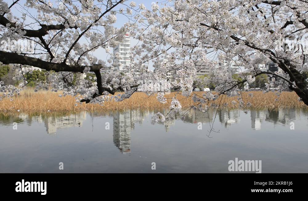 Hanami cherry blossom viewing at Ueno Park, Tokyo, Japan Stock Video ...