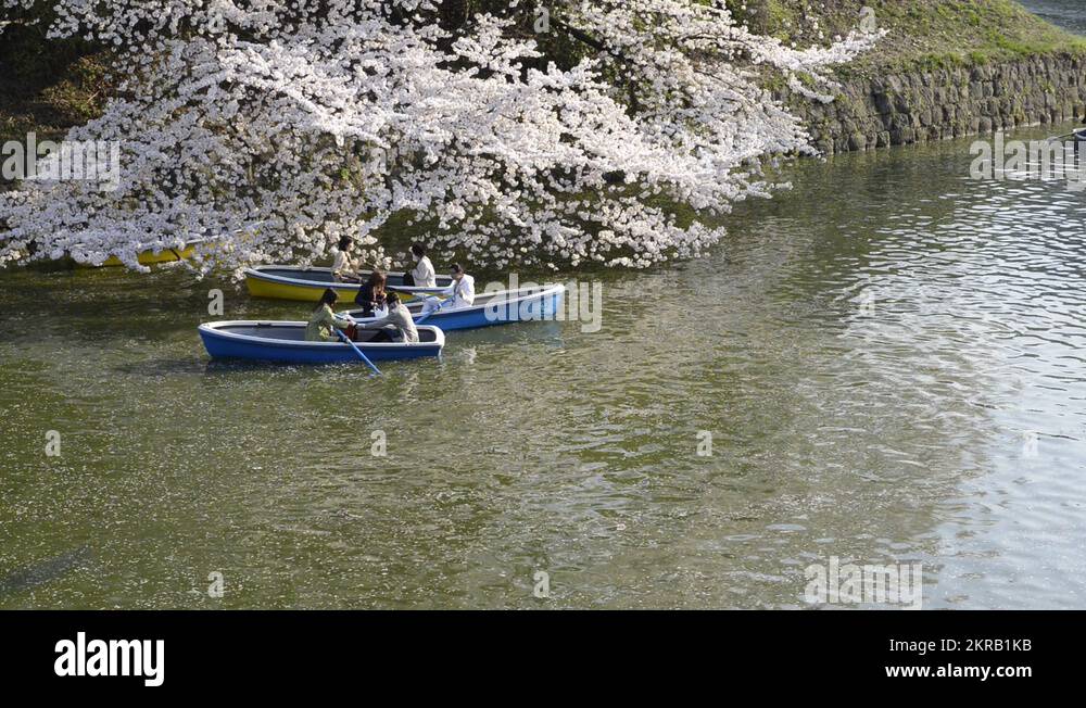 Hanami cherry blossom viewing at Chidorigafuchi, Tokyo, Japan Stock ...