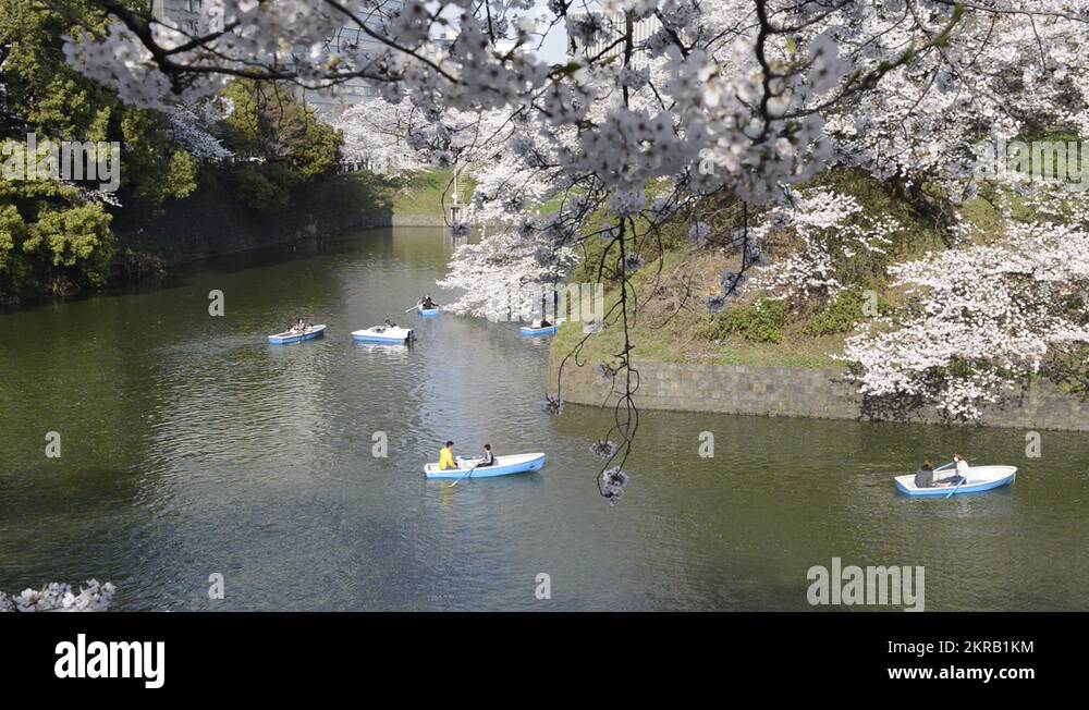 Hanami cherry blossom viewing at Chidorigafuchi, Tokyo, Japan Stock ...