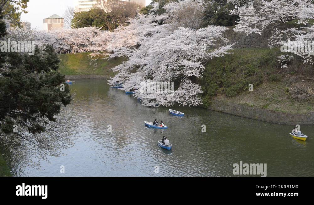 Hanami cherry blossom viewing at Chidorigafuchi, Tokyo, Japan Stock ...
