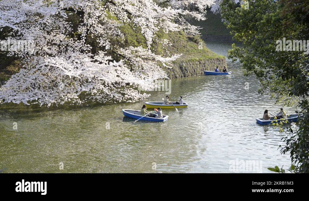 Hanami cherry blossom viewing at Chidorigafuchi, Tokyo, Japan Stock ...