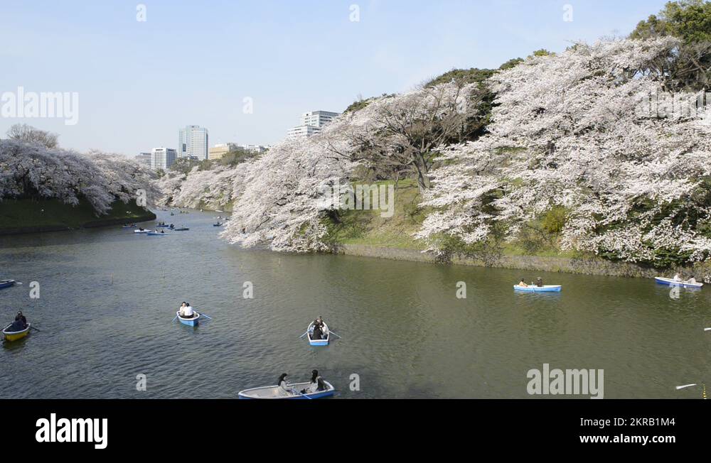 Hanami cherry blossom viewing at Chidorigafuchi, Tokyo, Japan Stock ...