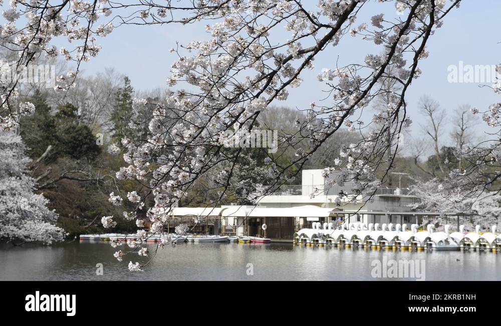 Hanami cherry blossom viewing at Inokashira Park, Tokyo, Japan Stock ...