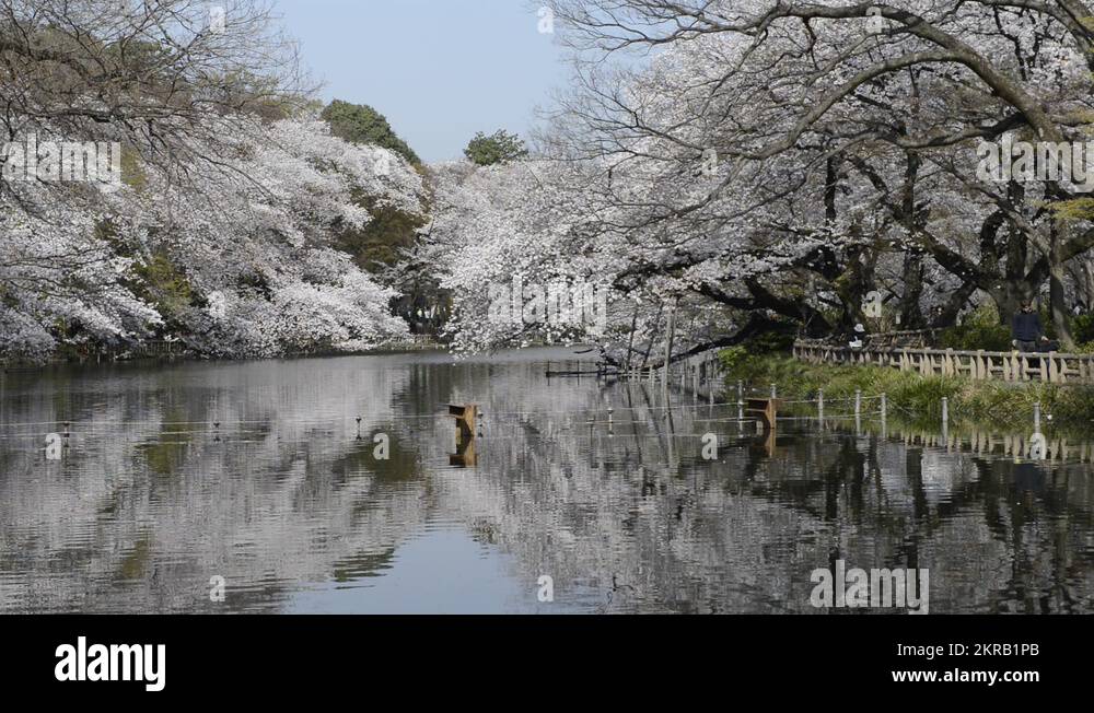 Hanami cherry blossom viewing at Inokashira Park, Tokyo, Japan Stock ...