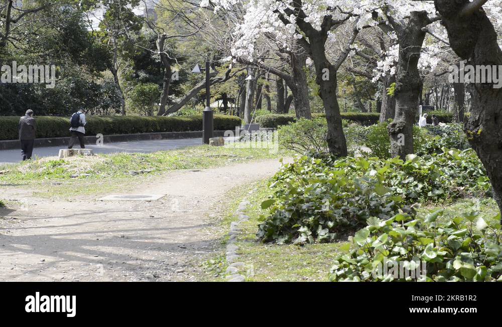 Hanami cherry blossom viewing at Hibiya Park, Tokyo, Japan Stock Video ...