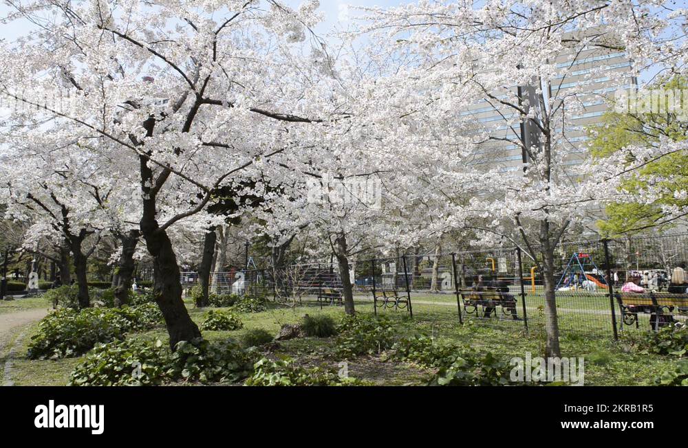 Hanami cherry blossom viewing at Hibiya Park, Tokyo, Japan Stock Video ...