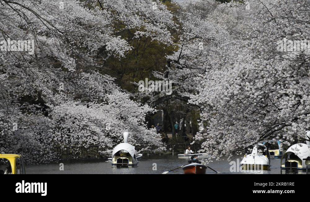 Hanami cherry blossom viewing at Inokashira Park, Tokyo, Japan Stock ...