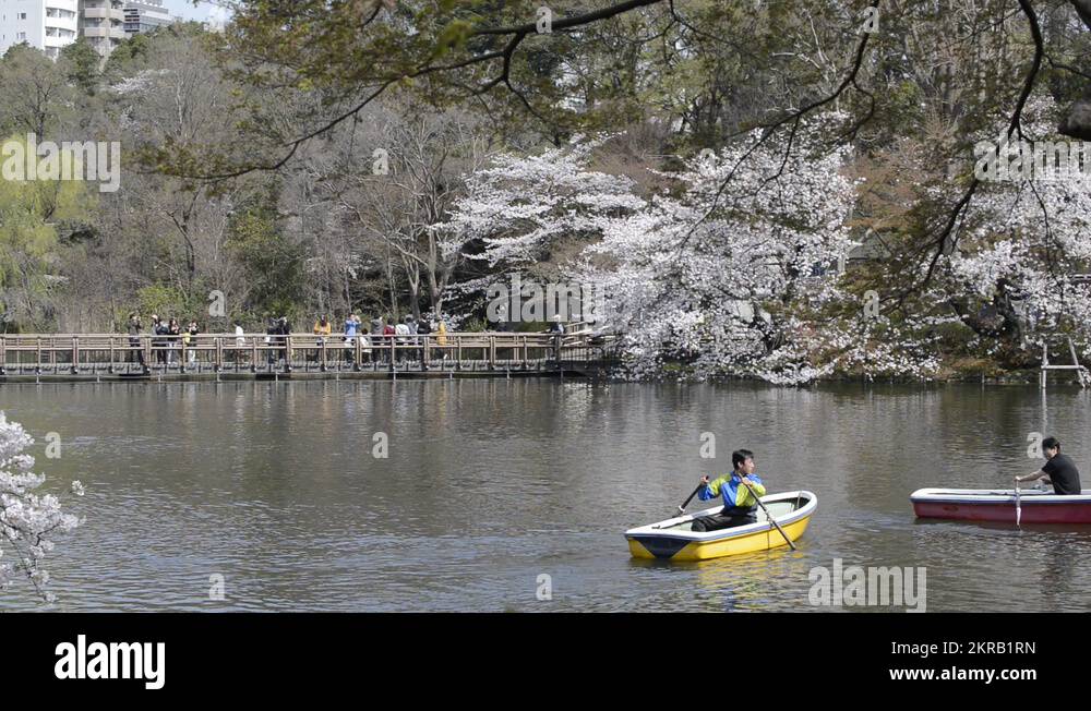 Hanami cherry blossom viewing at Inokashira Park, Tokyo, Japan Stock ...