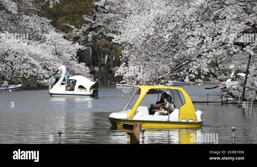 Hanami cherry blossom viewing at Inokashira Park, Tokyo, Japan Stock ...