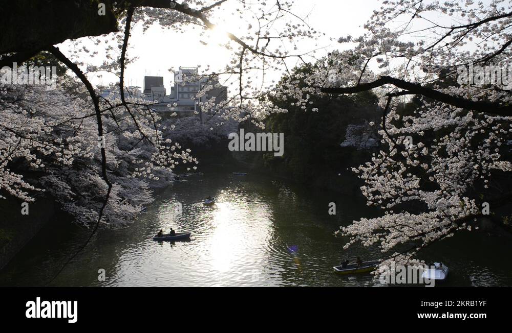 Hanami cherry blossom viewing at Chidorigafuchi, Tokyo, Japan Stock ...