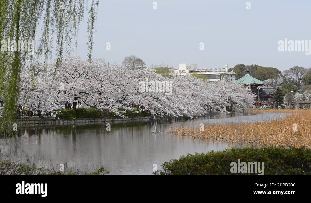 Hanami cherry blossom viewing at Ueno Park, Tokyo, Japan Stock Video ...