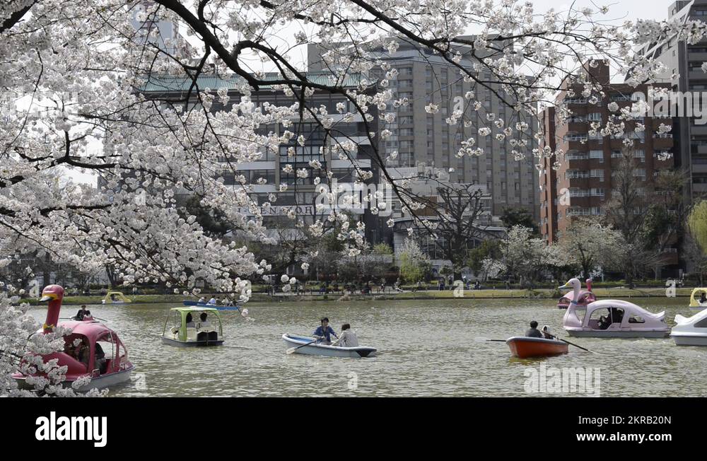 Hanami cherry blossom viewing at Ueno Park, Tokyo, Japan Stock Video ...