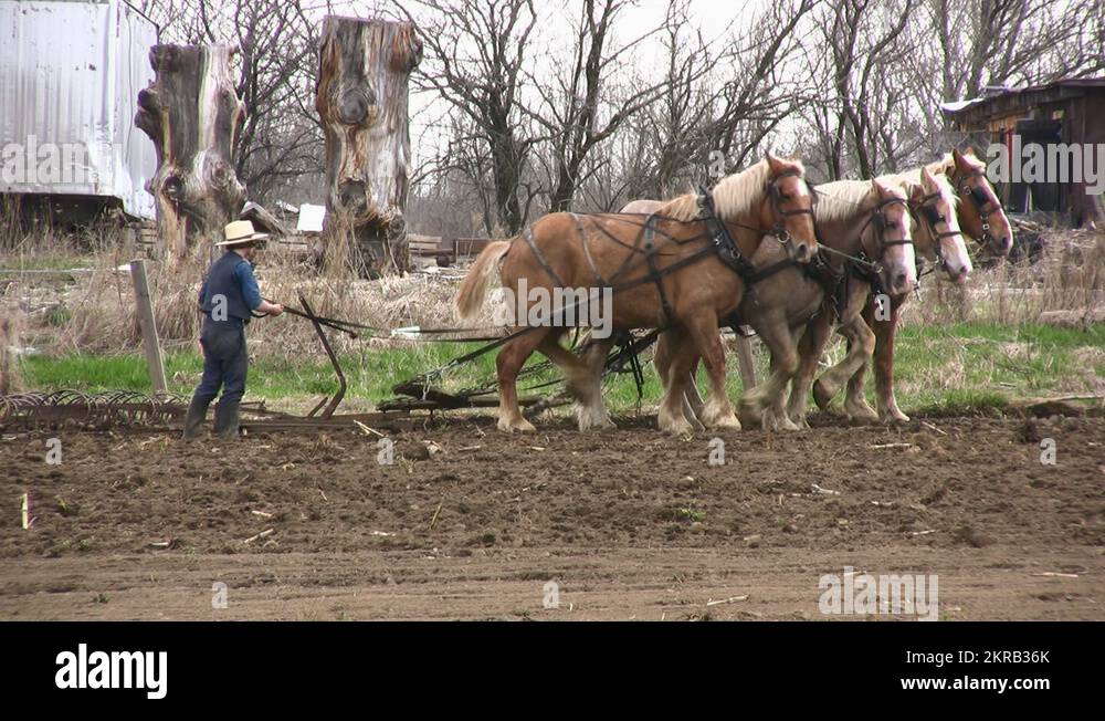 Ploughing heavy horses Stock Videos & Footage - HD and 4K Video Clips ...