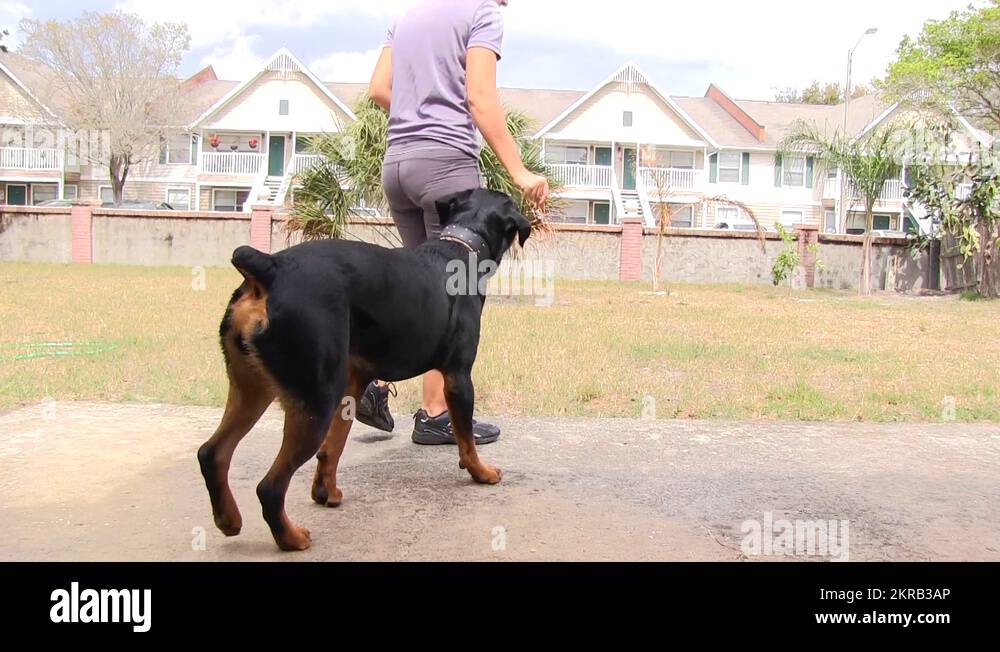 Handling dogs Stock Videos & Footage - HD and 4K Video Clips - Alamy