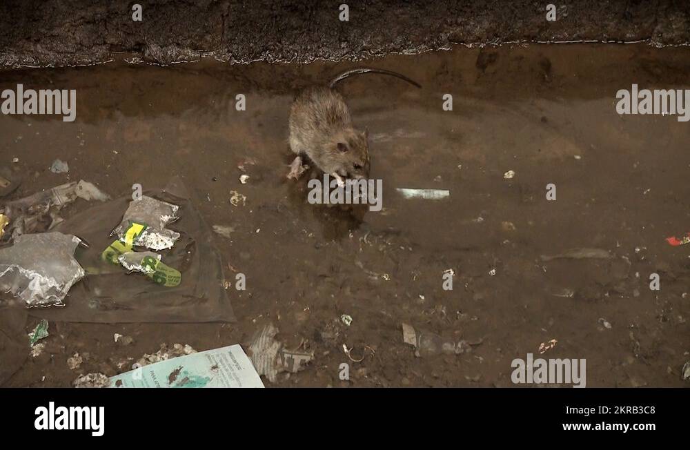 Subway trash Stock Videos & Footage - HD and 4K Video Clips - Alamy