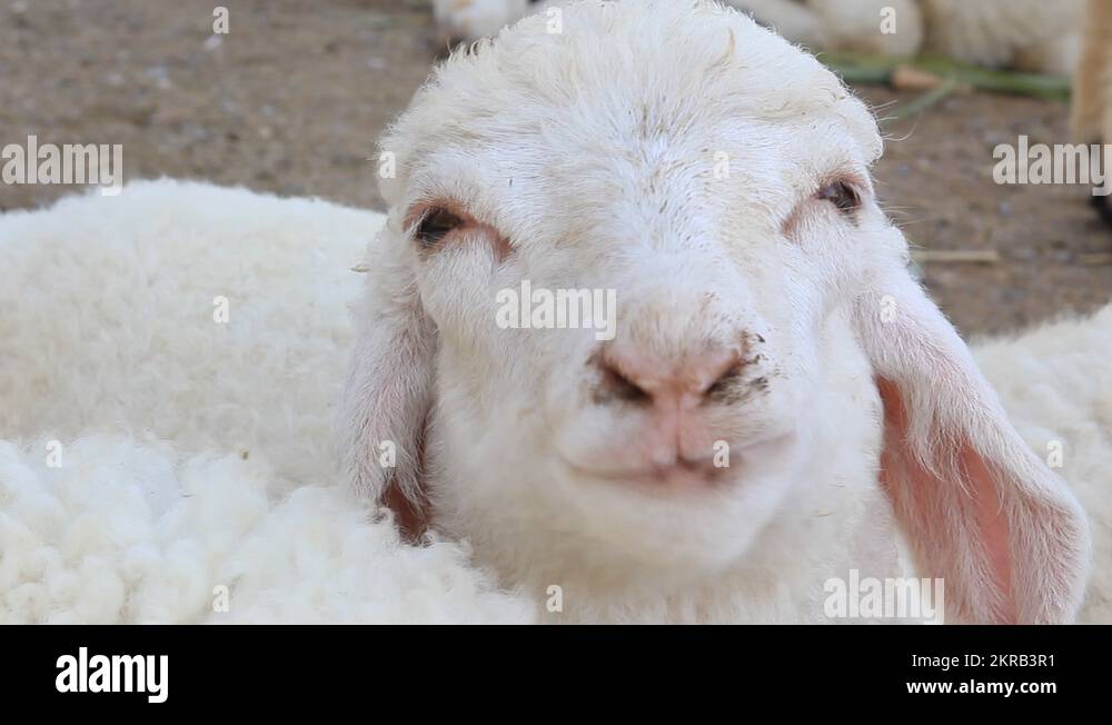 Happy woolly face Stock Videos & Footage - HD and 4K Video Clips - Alamy