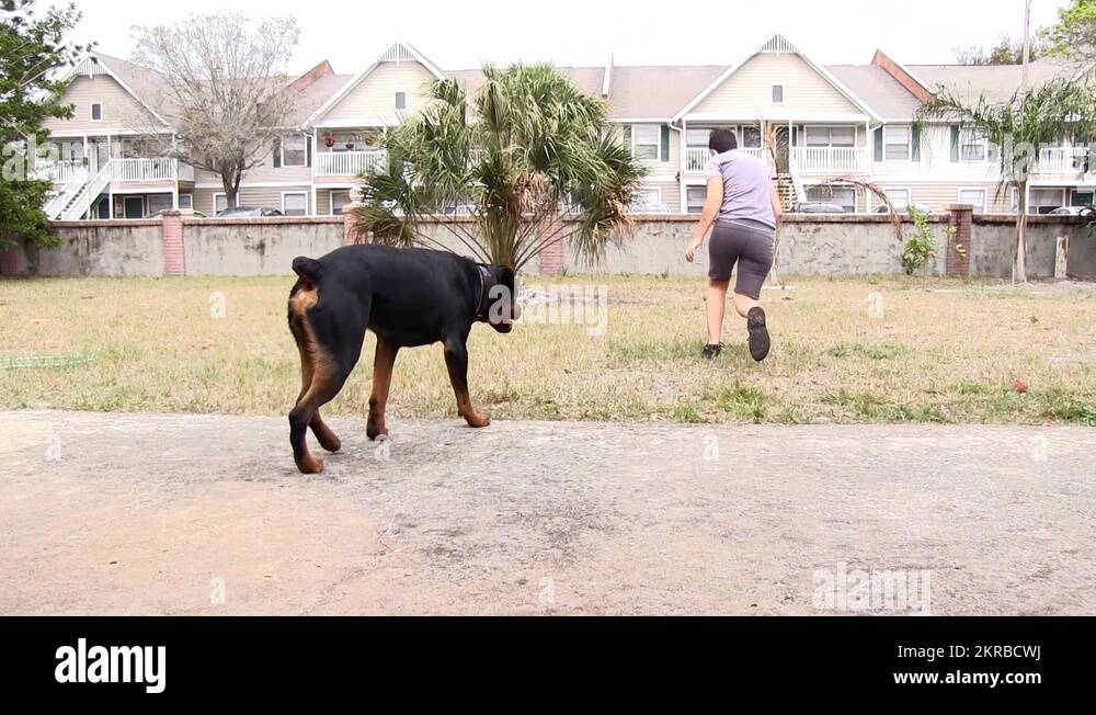 Chased by dogs Stock Videos & Footage - HD and 4K Video Clips - Alamy