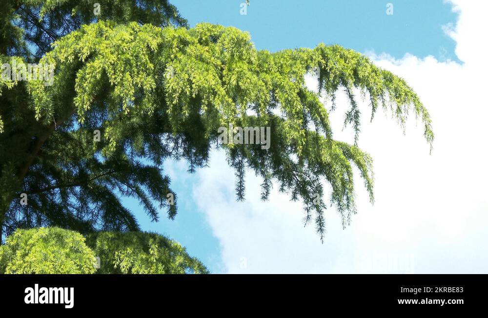 4K Deodar Cedar Cedrus Deodara 2 Stock Video Footage - Alamy