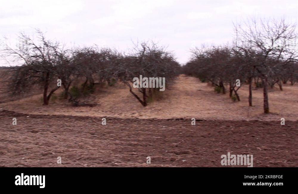 Withered natural fruits Stock Videos & Footage - HD and 4K Video Clips ...