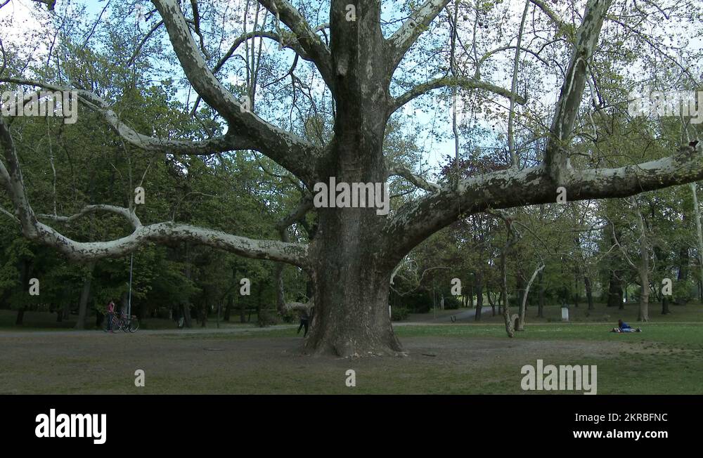 200 years old tree Stock Videos & Footage - HD and 4K Video Clips - Alamy