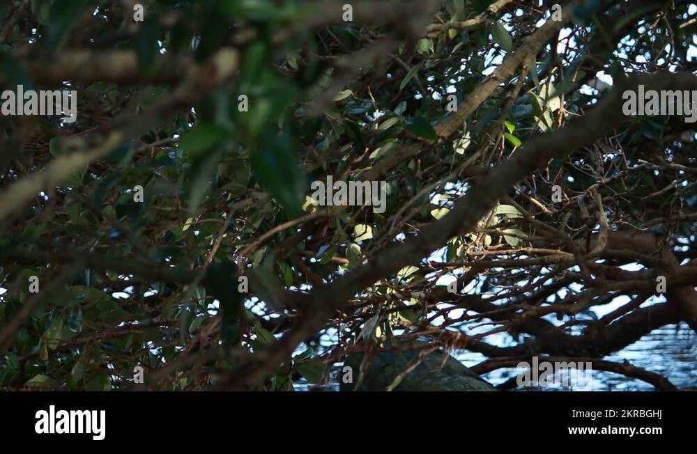 Running water through trees Stock Videos & Footage - HD and 4K Video ...