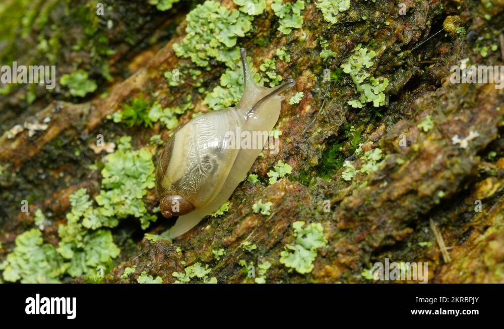 Oval trunk Stock Videos & Footage - HD and 4K Video Clips - Alamy