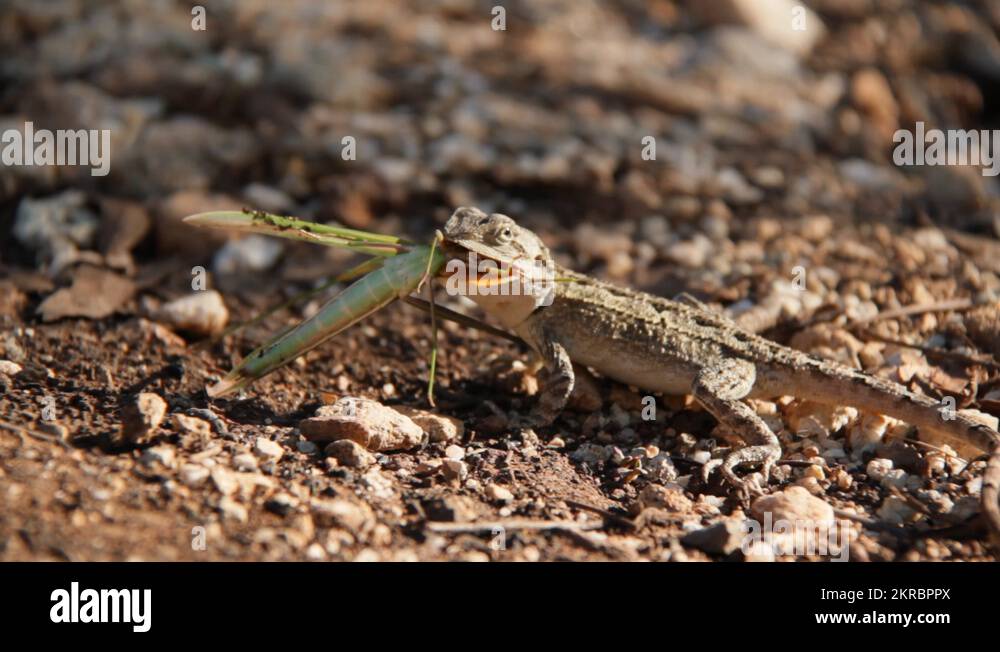 Lizard eating insect Stock Videos & Footage - HD and 4K Video Clips - Alamy