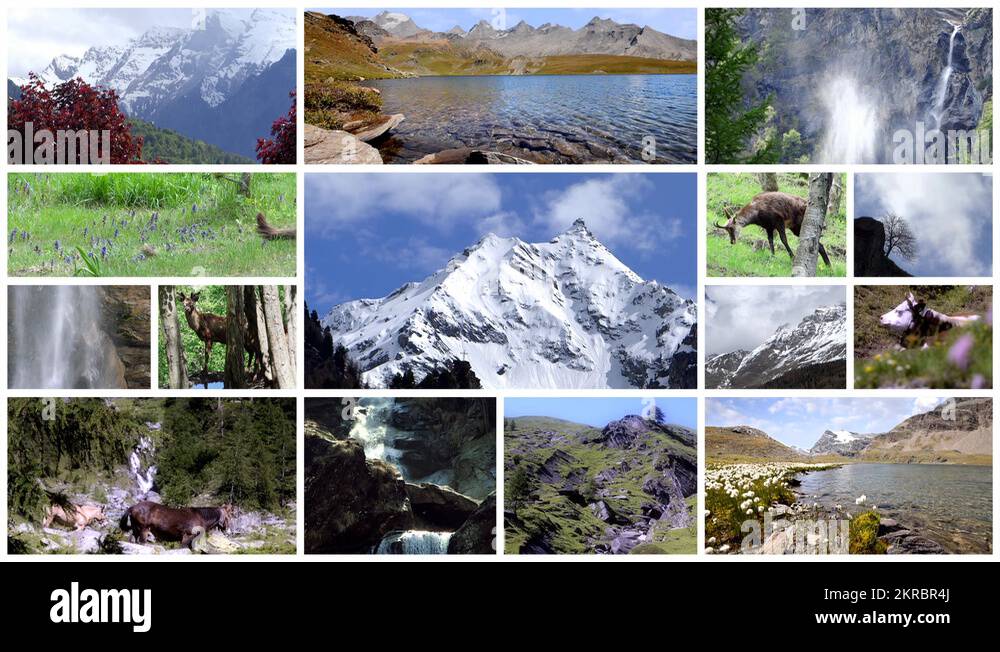 Alps fauna Stock Videos & Footage - HD and 4K Video Clips - Alamy