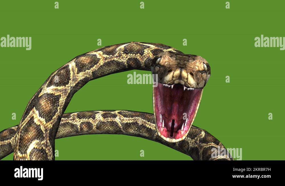 Snake & jungle carpet python open mouth attack,sliding decorative non ...