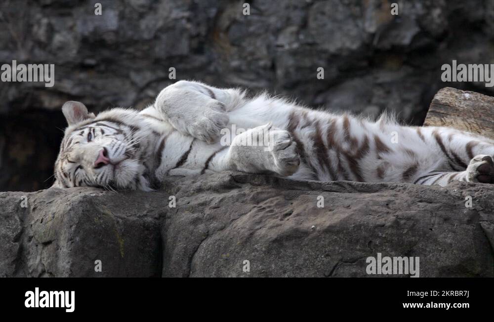 Tiger and its life Stock Videos & Footage - HD and 4K Video Clips - Alamy