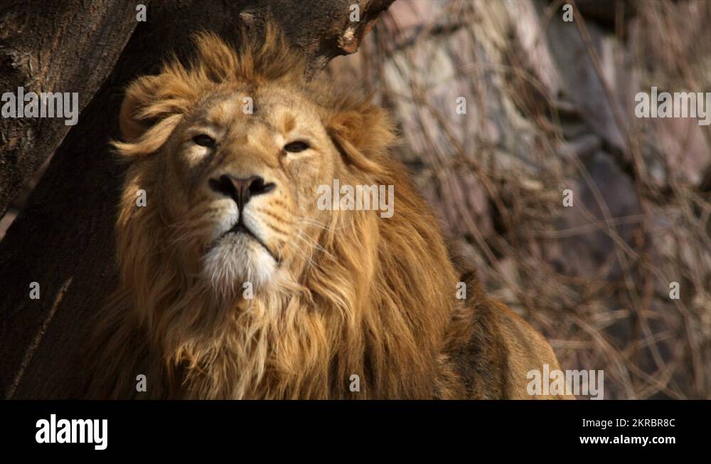 Leo the lip Stock Videos & Footage - HD and 4K Video Clips - Alamy