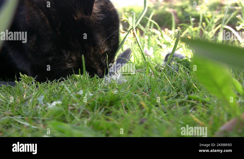 Cat eat bird Stock Videos & Footage - HD and 4K Video Clips - Alamy