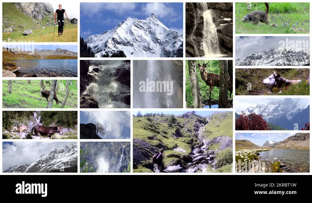 Alps animals Stock Videos & Footage - HD and 4K Video Clips - Alamy