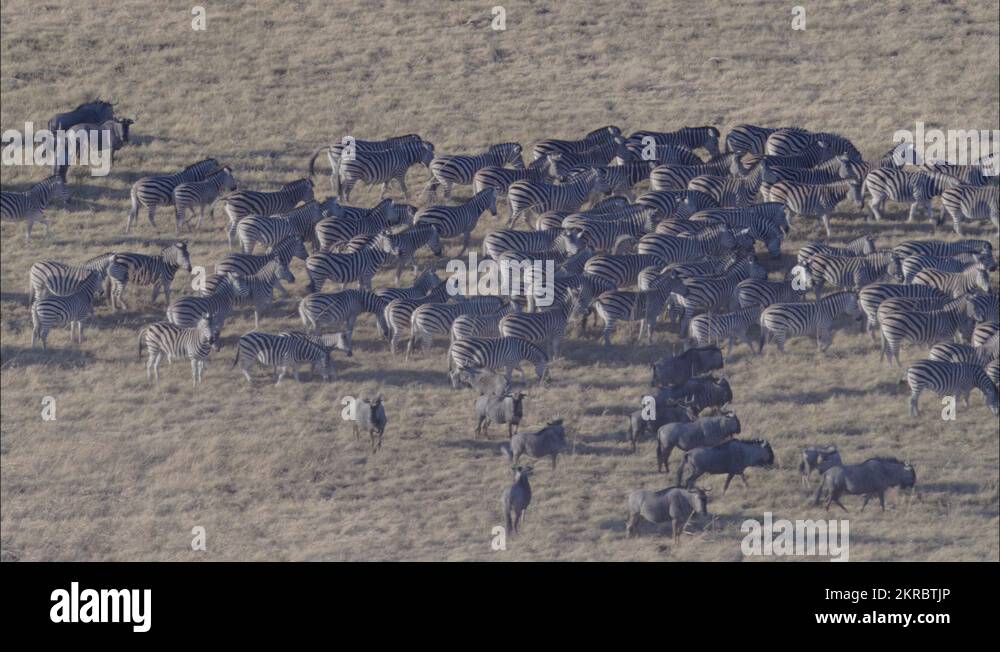Grazing savanna Stock Videos & Footage - HD and 4K Video Clips - Alamy