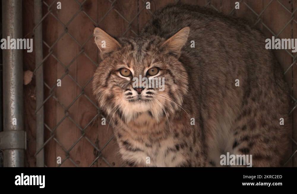 Wildlife center Stock Videos & Footage - HD and 4K Video Clips - Alamy