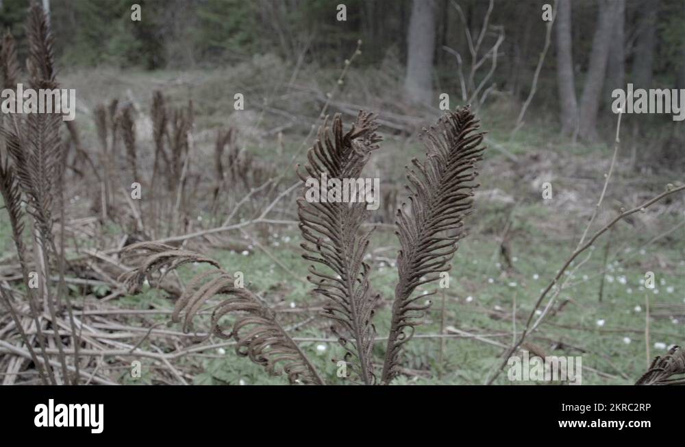 Old ferns Stock Videos & Footage - HD and 4K Video Clips - Alamy