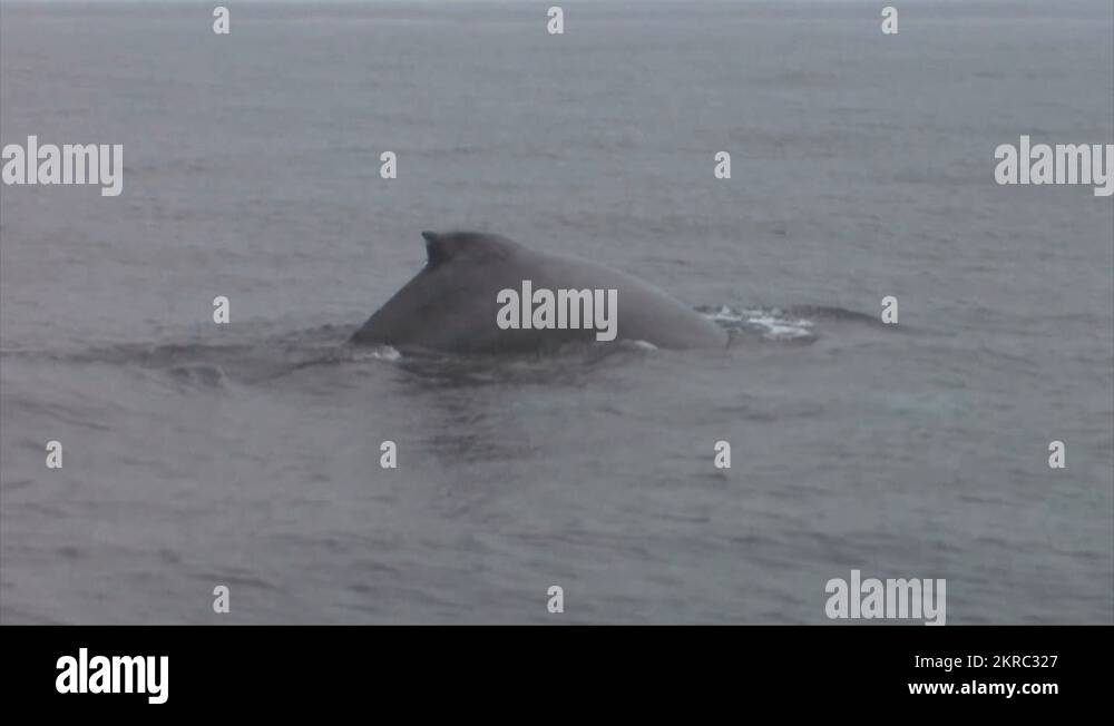 Diving with whales Stock Videos & Footage - HD and 4K Video Clips - Alamy