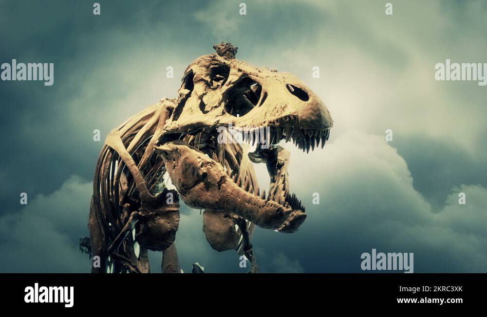 T-rex skeleton roaring Stock Video Footage - Alamy