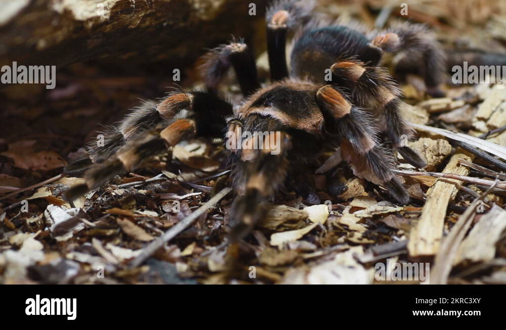 Mexican Redknee Tarantula Stock Video Footage - Alamy