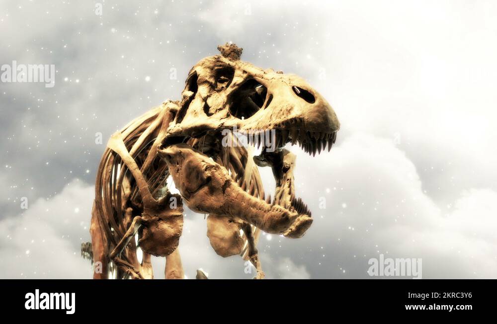 Tyrannosaurus rex fossil teeth Stock Videos & Footage - HD and 4K Video ...