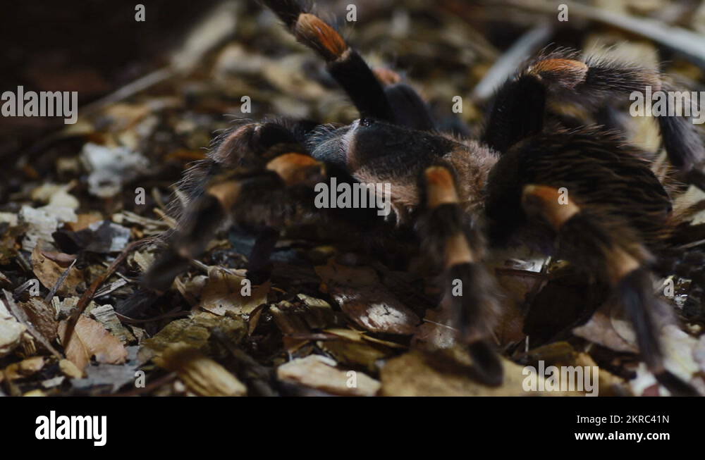 Brachypelma smithi mexican red knee tarantula Stock Videos & Footage ...