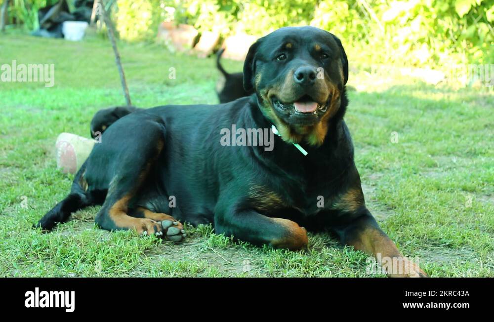 Pedigree rottweiler Stock Videos & Footage - HD and 4K Video Clips - Alamy