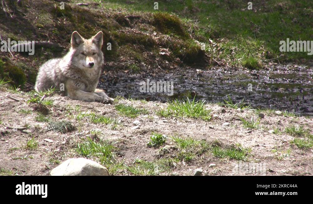 Timberwolf Stock Videos & Footage - HD and 4K Video Clips - Alamy