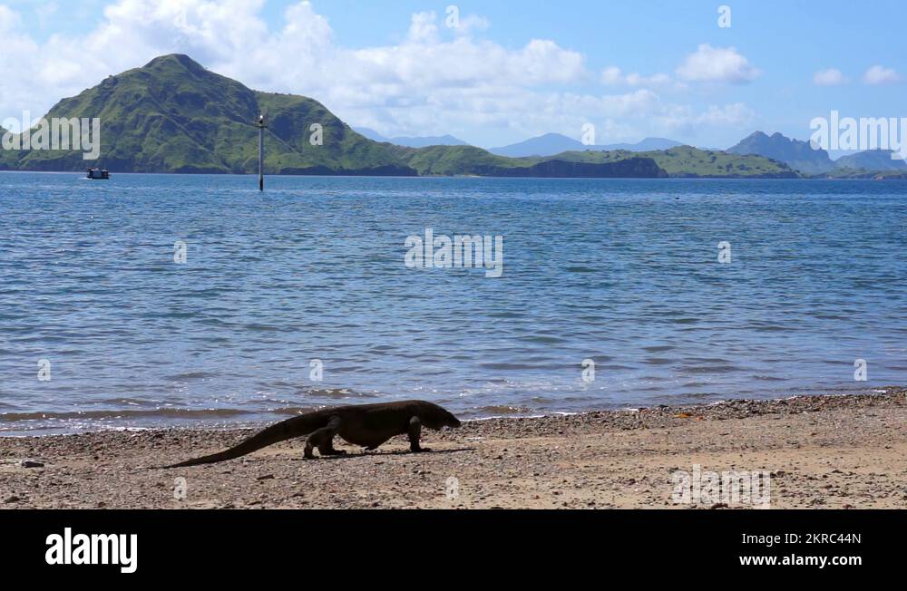 Komodo dragon at the beach, Varanus komodoensis, Komodo Islands ...
