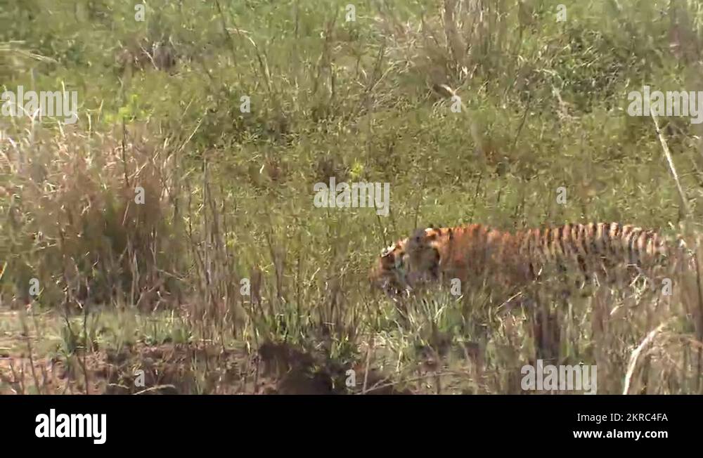 An obscure camera Stock Videos & Footage - HD and 4K Video Clips - Alamy