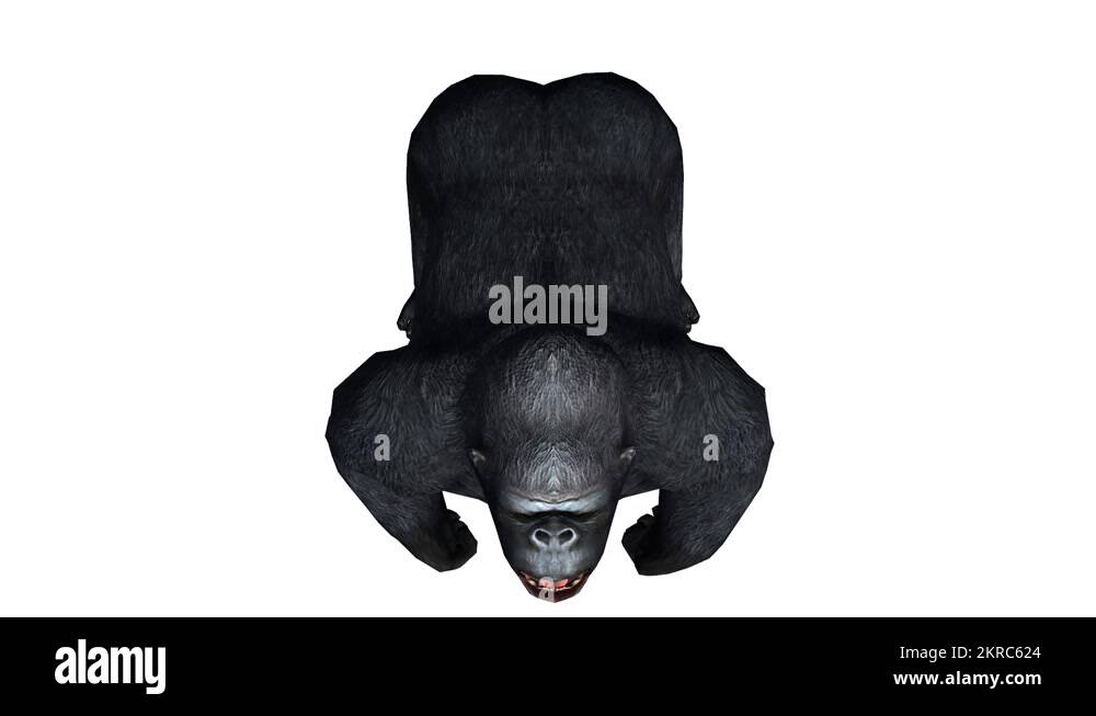 Chimp & Chimpanzee howl roaring,Endangered wild monkey animal Stock ...